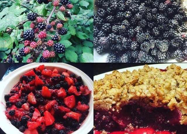 Get walking, get foraging! - Eleanor Strang Nutrition