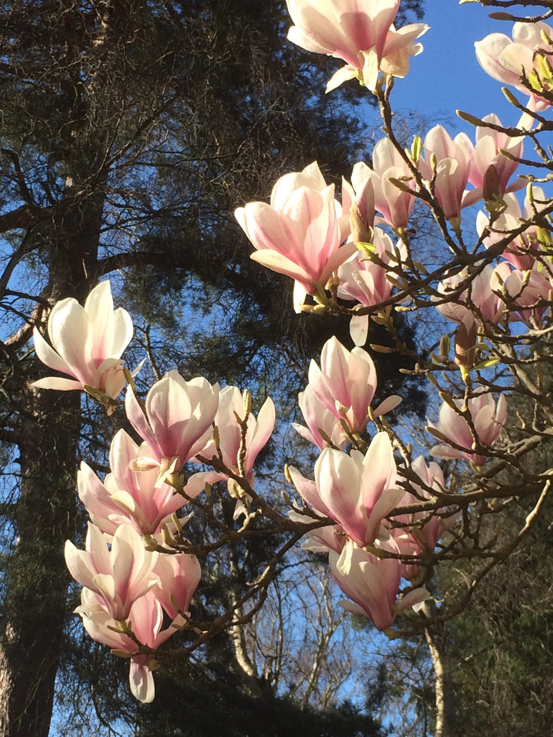 Spring 2017 newsletter - Eleanor Strang Nutrition